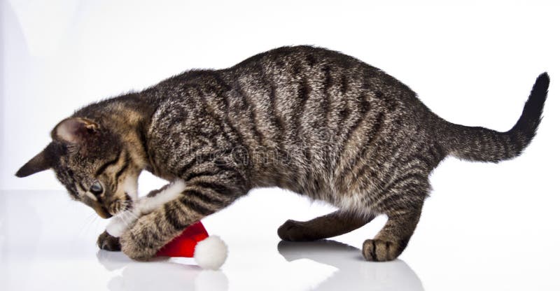 Playing cat, christmas stock photo. Image of paws, mustaches - 47114886