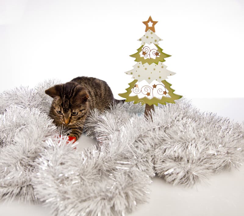 Playing cat, christmas stock image. Image of lights, card - 47114919