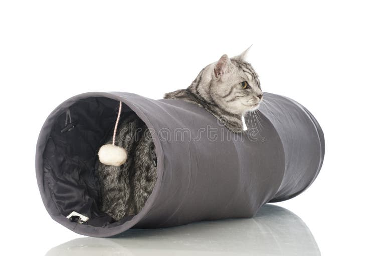 Playing cat stock photo. Image of rustle, silver, feline - 30324804