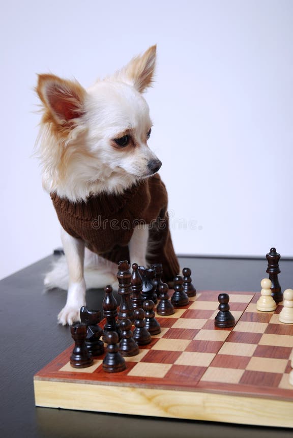 Playing chess stock photo. Image of dogs, player, smart - 24205016
