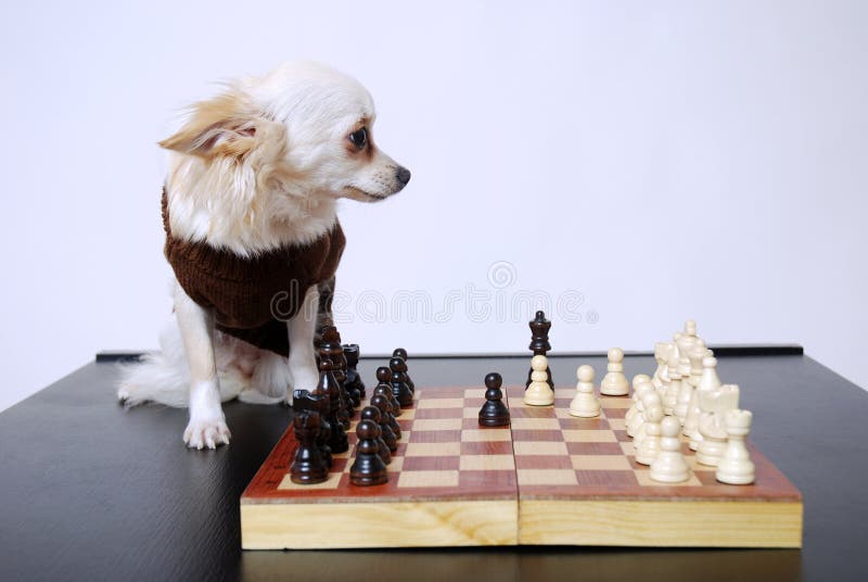 Check! Playing Chess Like a Dog Stock Photo - Image of pets, training ...