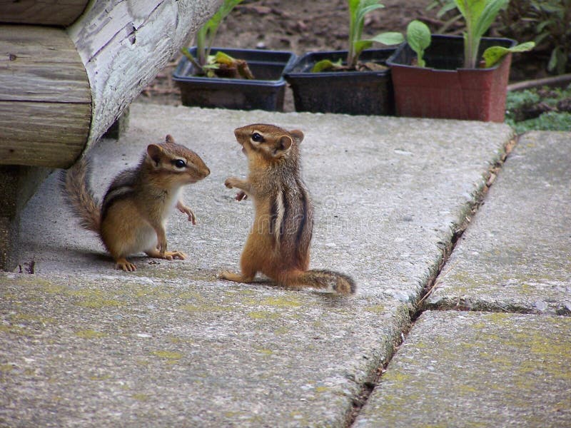 45+ Chipmunks Free Stock Photos - StockFreeImages