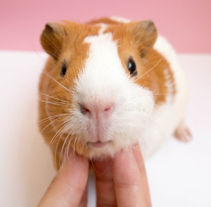 Playing with Cute Guinea Pig Stock Image - Image of cute, guinea: 67749119