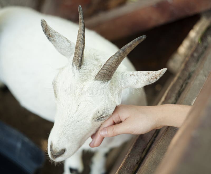Playing with Cute White Goat Stock Image - Image of meadow, baby: 98911001