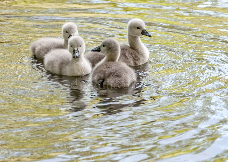 Playing Cygnets stock image. Image of cornish, playing - 54215983
