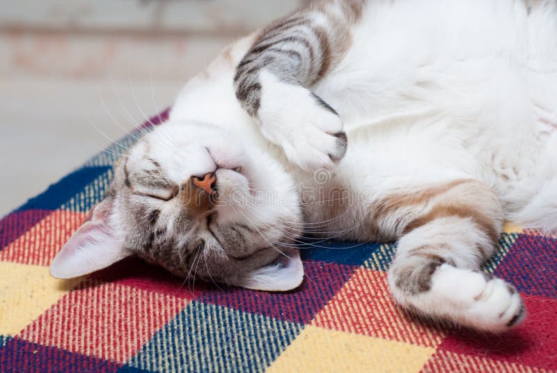 Playing dead stock photo. Image of animal, eyes, sleeping - 39694036