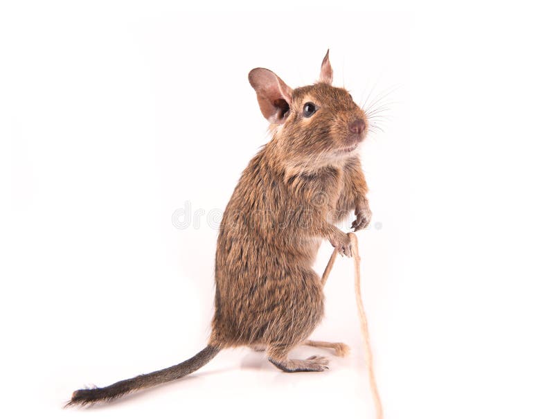 Degu isolated stock image. Image of front, brown, closeup - 24730219