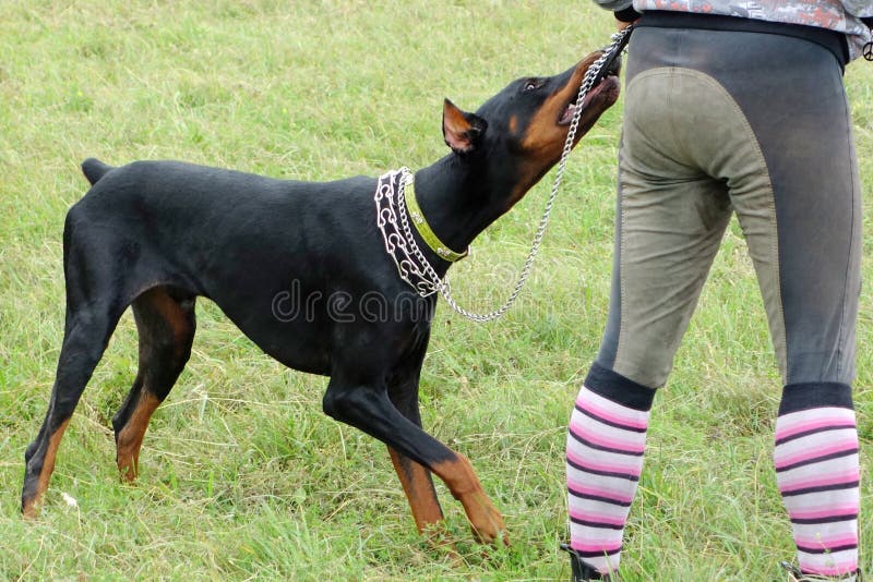 Playing Doberman puppy stock image. Image of animal, dreamer - 19599817