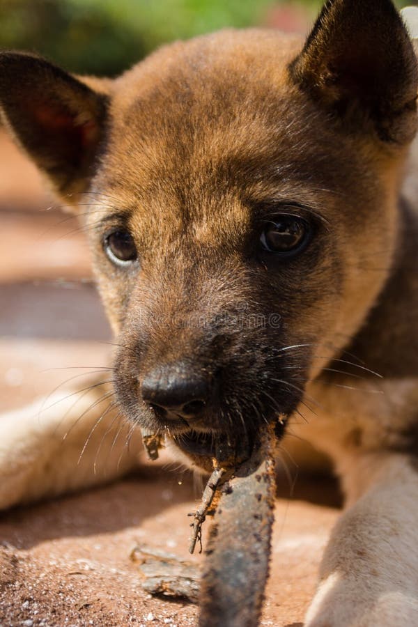 Playing Dog stock photo. Image of burma, shan, puppie - 84515406