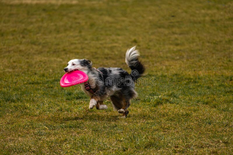 Playing with a Dog on the Lawn, Throwing Darts To a Dog Plastic Disk ...