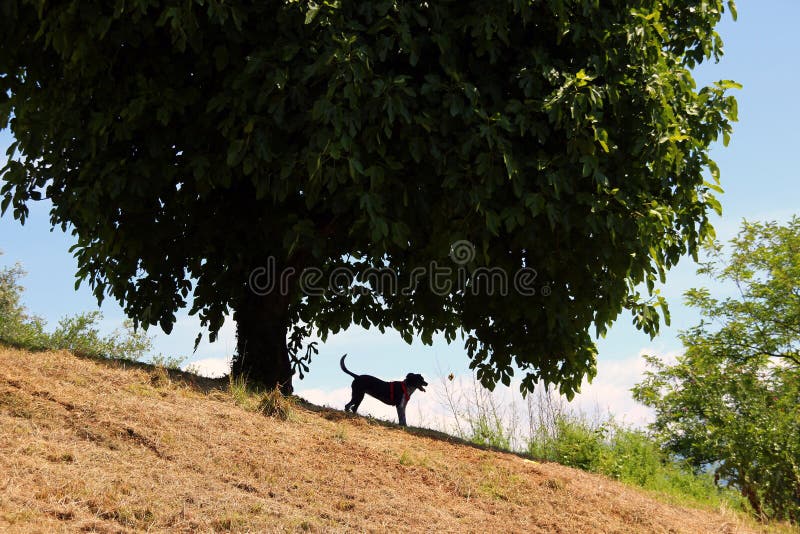 2,763 Dog Under Tree Photos - Free & Royalty-Free Stock Photos from ...
