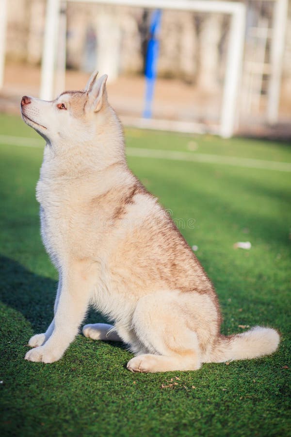 Playing with Dog Siberian Husky Stock Image - Image of puppy, spring ...