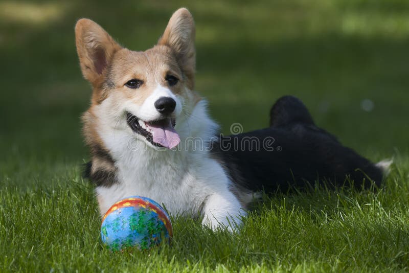 Playing dog stock photo. Image of welsh, rests, laying - 79586678
