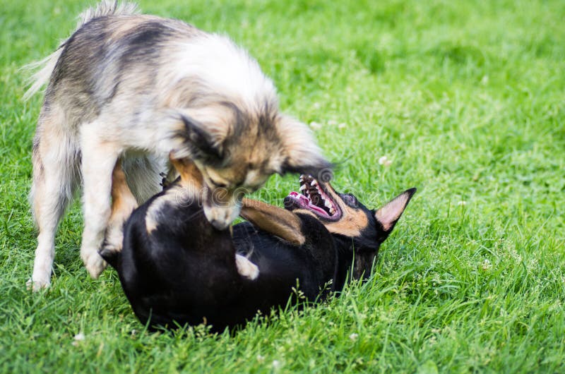Playing dogs stock image. Image of fighting, summer, cute - 66532481