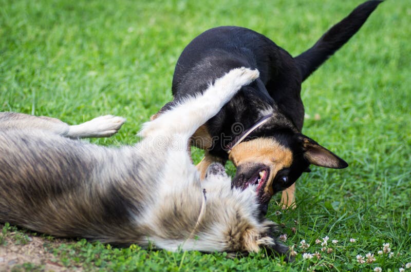 Playing dogs stock photo. Image of playing, young, breed - 66532496