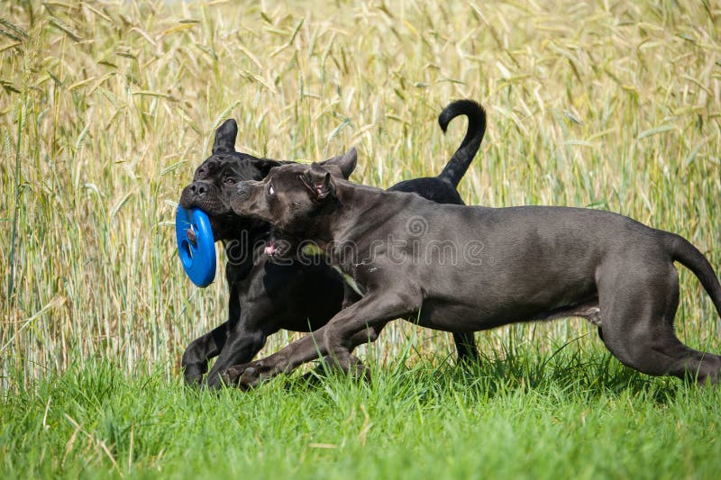 Playing dogs stock image. Image of corn, cane, cute, space - 87145221
