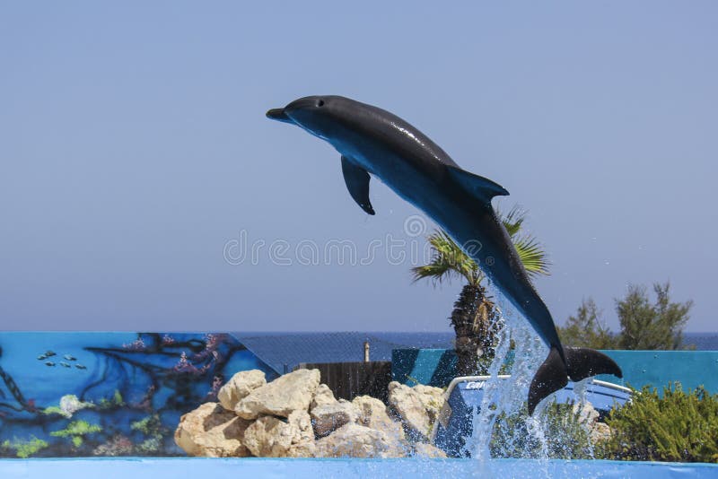 Playing Dolphin stock photo. Image of mediteraraneo, dolphin - 60010958