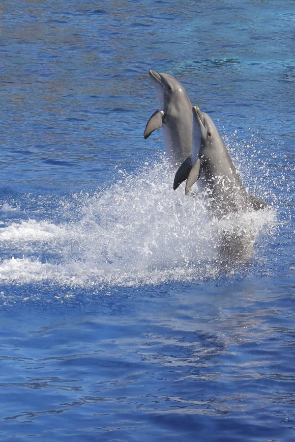 Playing dolphins stock image. Image of nature, aquatic - 23664973