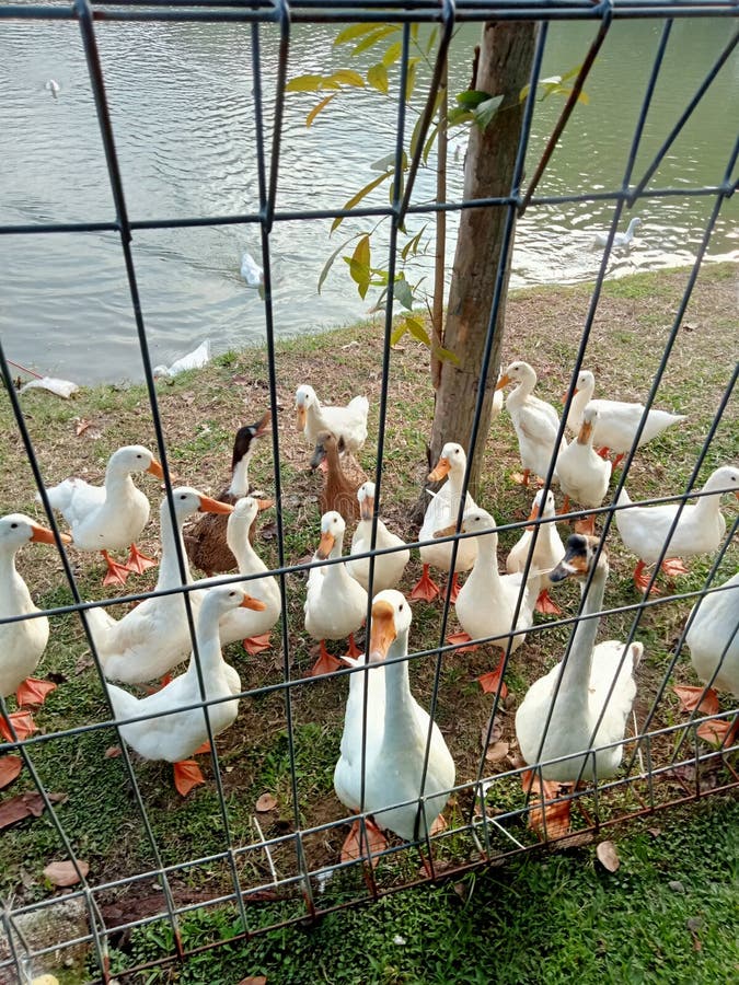 Playing the Ducks in Lake East Java Stock Photo - Image of bird, java ...