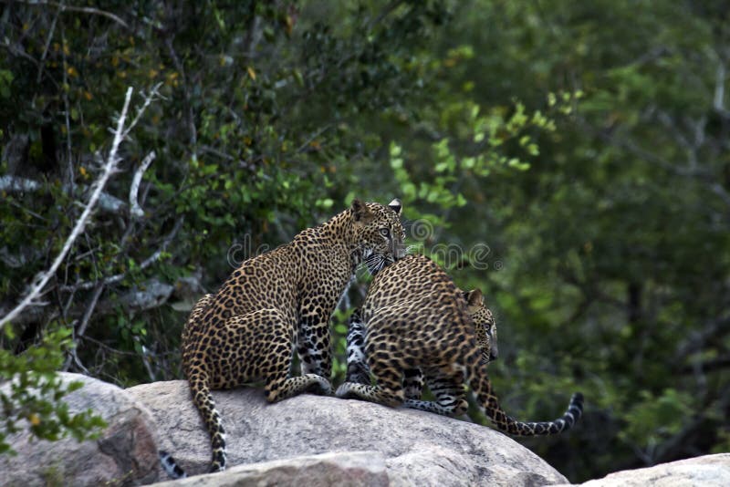 Playing with each other stock photo. Image of yala, siblings - 56049208