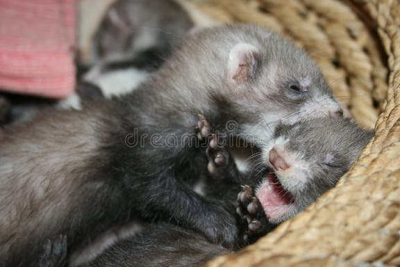 Playing ferret kits stock photo. Image of ferrets, jill - 21135022