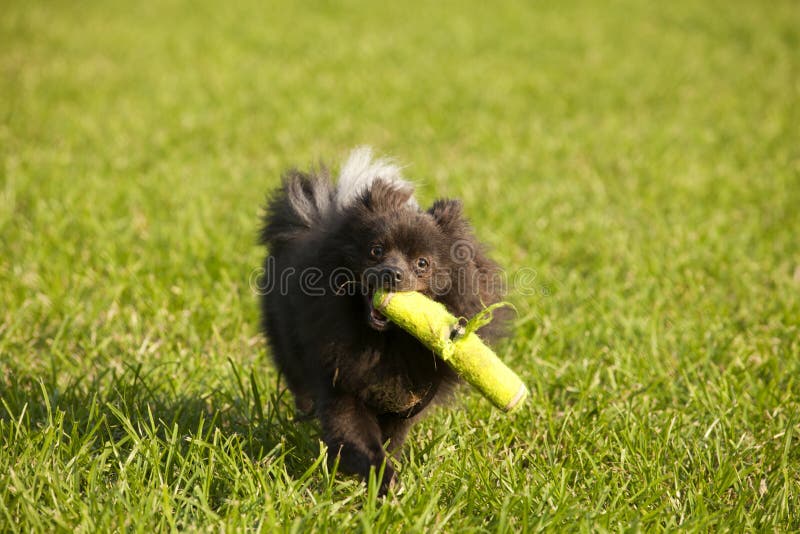 Playing Fetch stock photo. Image of front, young, playful - 24299552