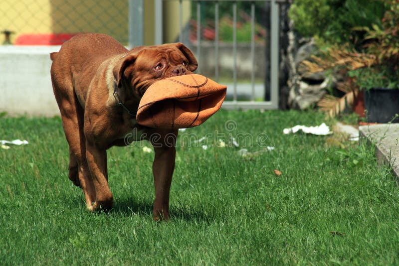 Playing Fetch stock photo. Image of fetch, outdoors, play - 6043730