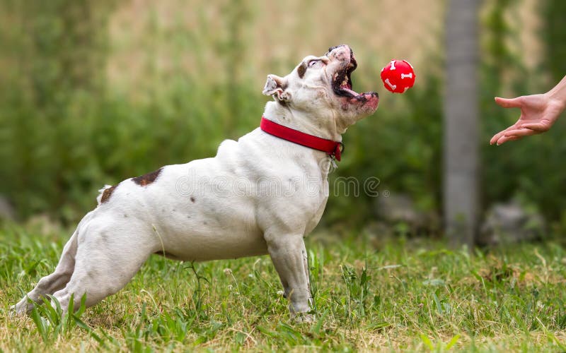 Playing Fetch with English Bulldog Stock Photo - Image of nature, jump ...