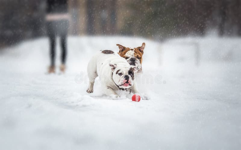 Playing Fetch with Two Bulldogs Stock Image - Image of funny, breed ...