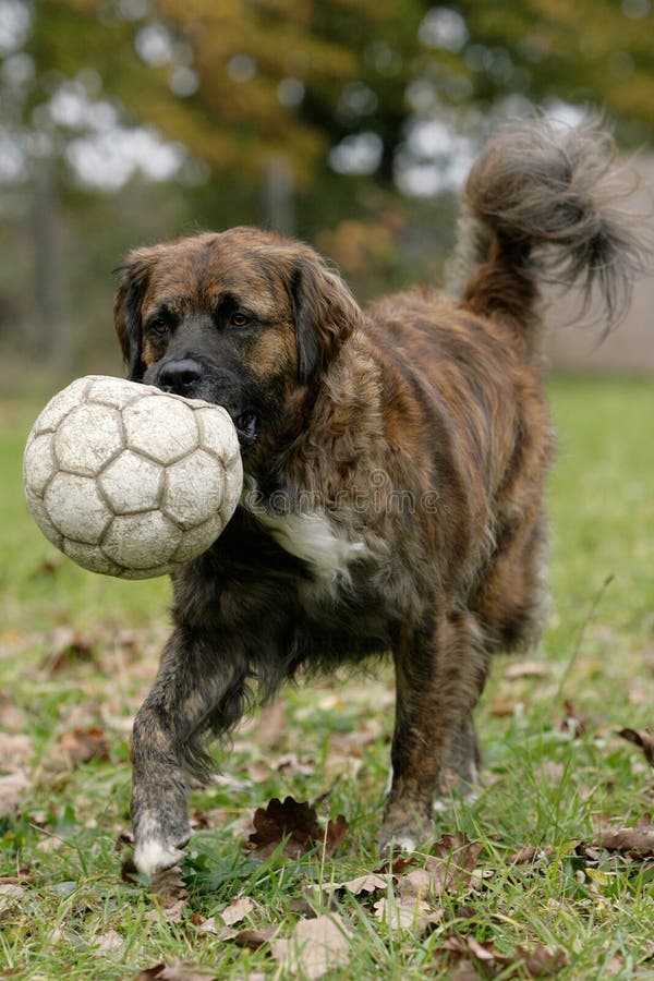 Playing old dog stock photo. Image of glad, grey, dogtoy - 14749350