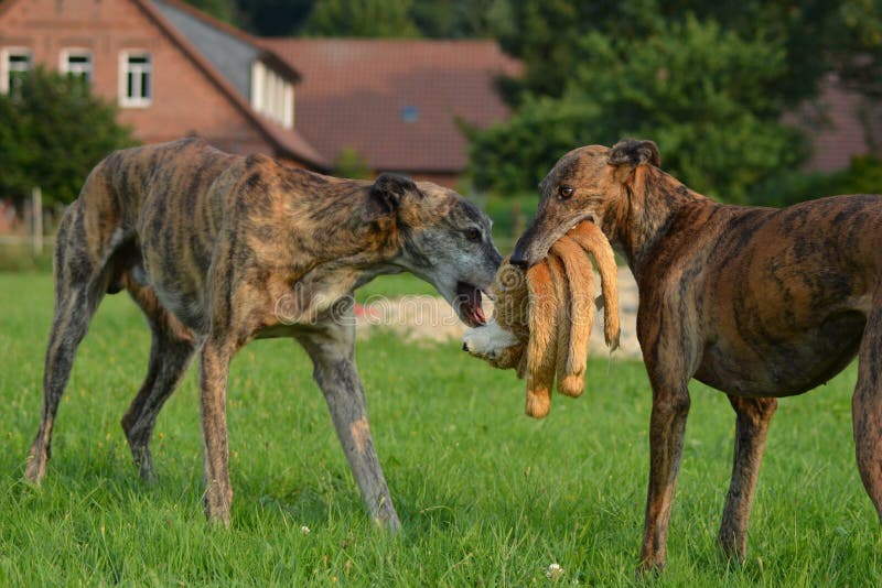 Playing Galgos stock image. Image of galgos, play, espanol - 58414399