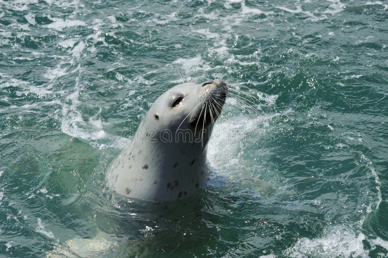 Playing harbor seal stock photo. Image of water, mammal - 27060472