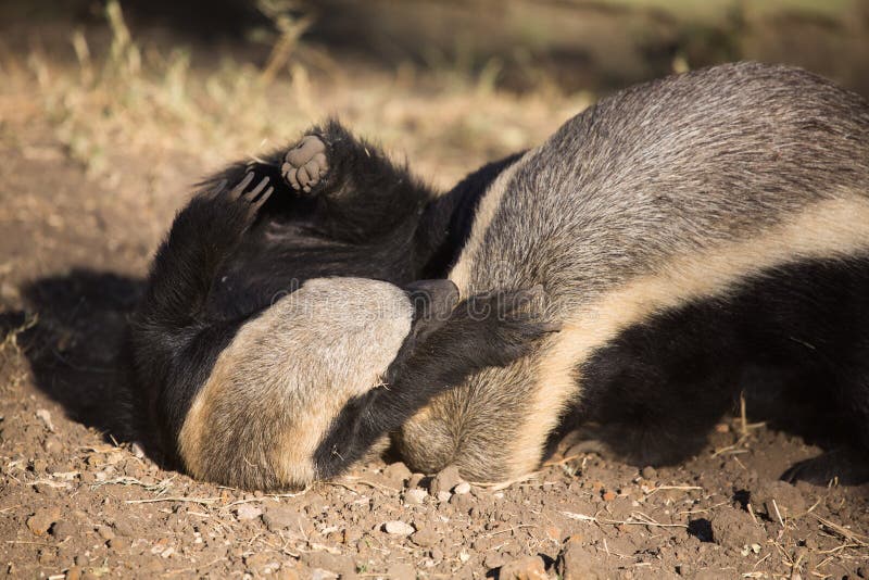 Badgers stock image. Image of mammals, female, dirt, couple - 10218587
