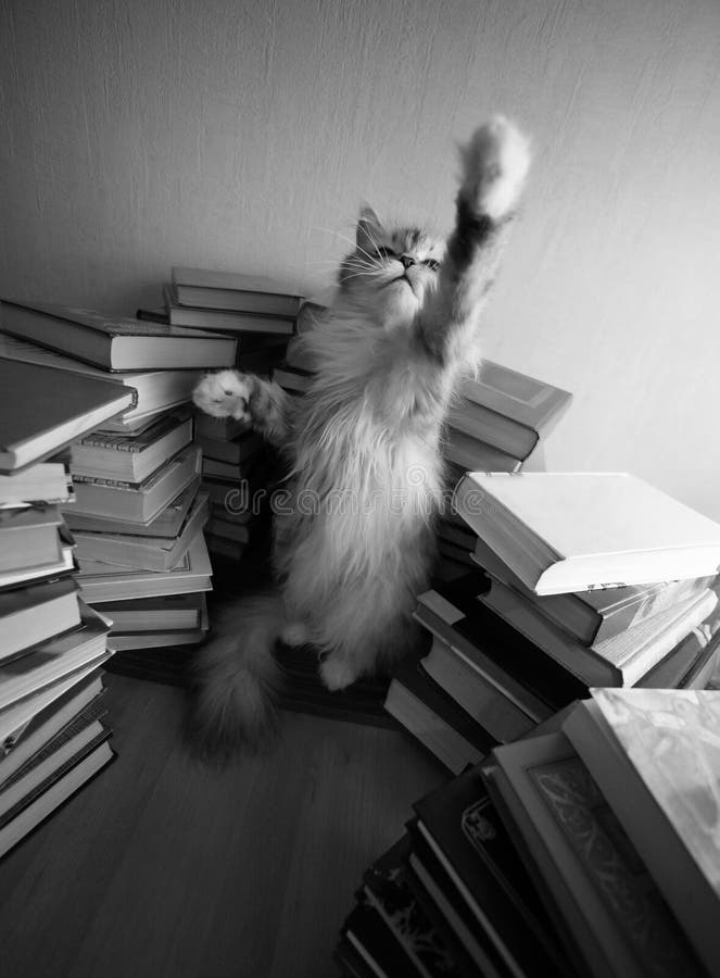 Playing kitten stock photo. Image of group, learning - 21617966