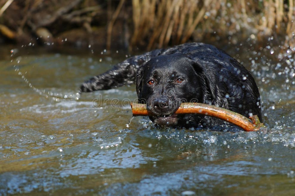 Playing lab stock image. Image of playing, fetch, river - 1291289
