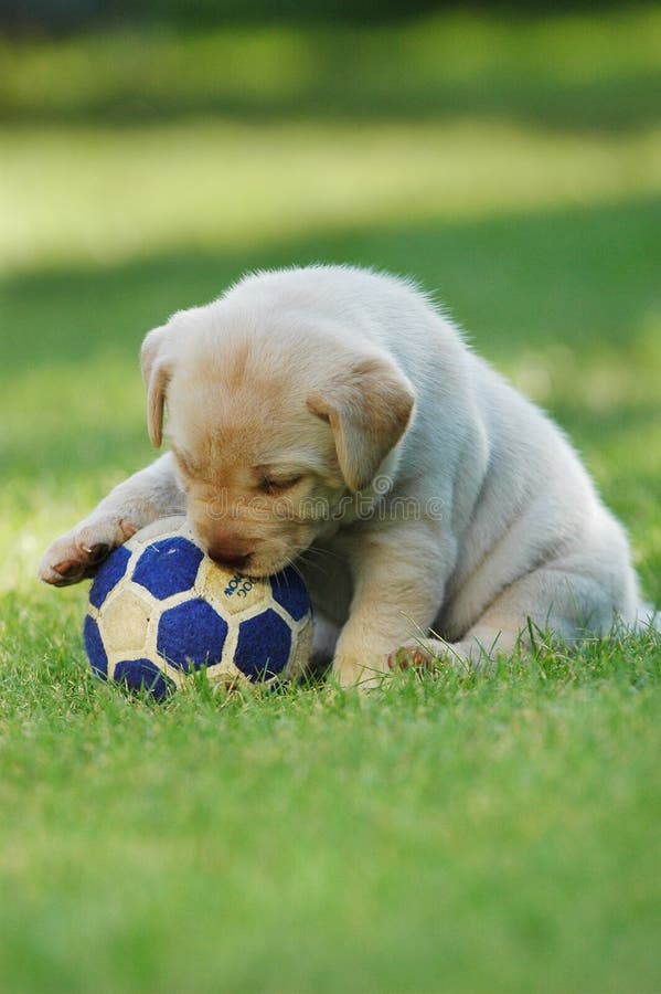 Playing labrador stock image. Image of yellow, puppies - 1306053