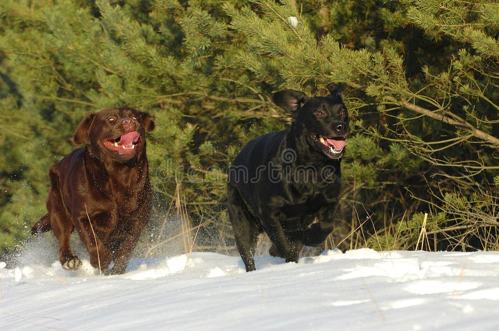 Playing labs stock image. Image of winter, veterinary - 1334197