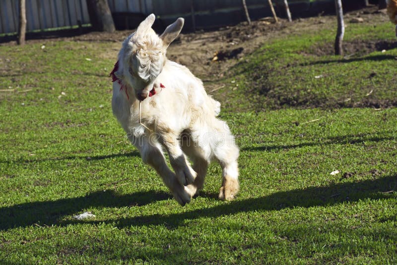 Little Goat Playing on the Garden Stock Photo - Image of outside ...