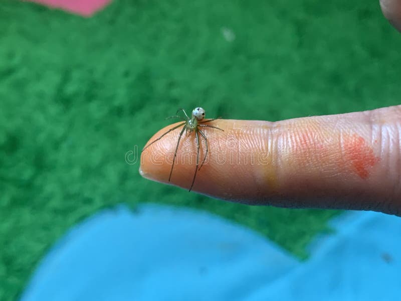 Playing Little spider stock image. Image of spider, playing - 265664031