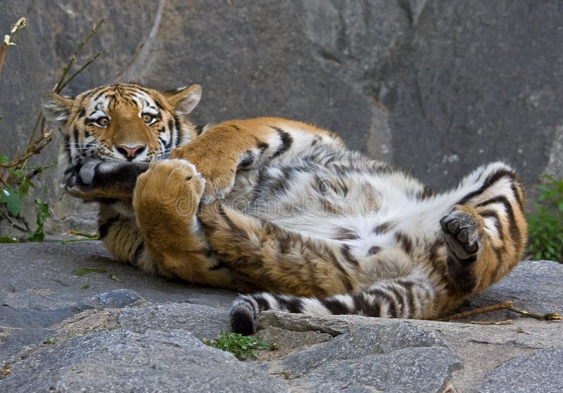 Cute tiger cub stock image. Image of playing, cuddling - 21323531