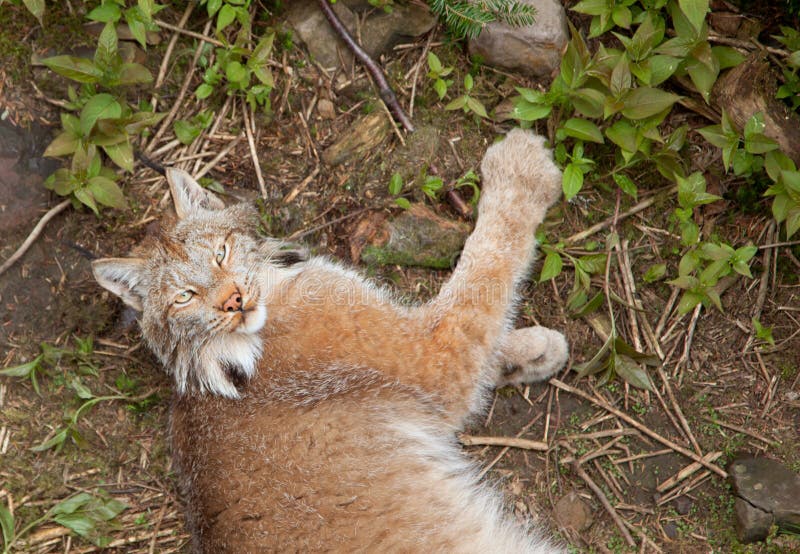 Playing lynx outside stock image. Image of back, color - 96889125