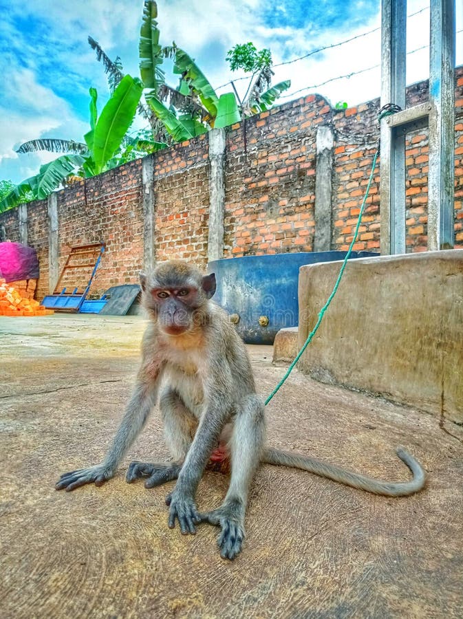 Playing with Monkey stock image. Image of mammal, wildlife - 224082507