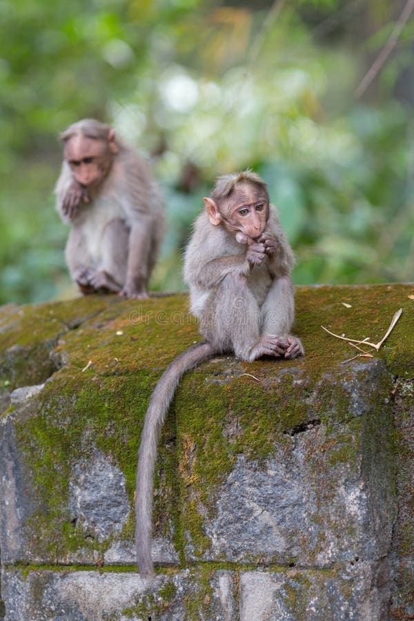 Playing monkeys stock image. Image of wildlife, travel - 31003187