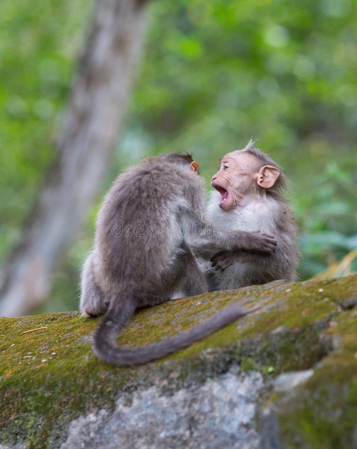 Playing monkeys stock photo. Image of tail, jungle, wildlife - 31003188