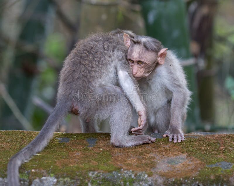 Playing monkeys stock photo. Image of wild, horizontal - 31003208