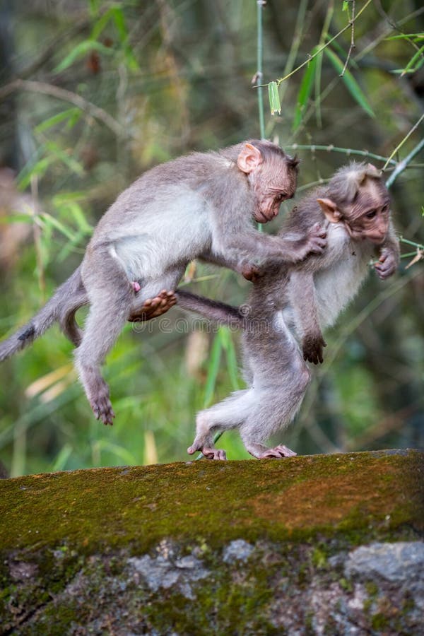 Playing monkeys stock photo. Image of india, primate - 31003212