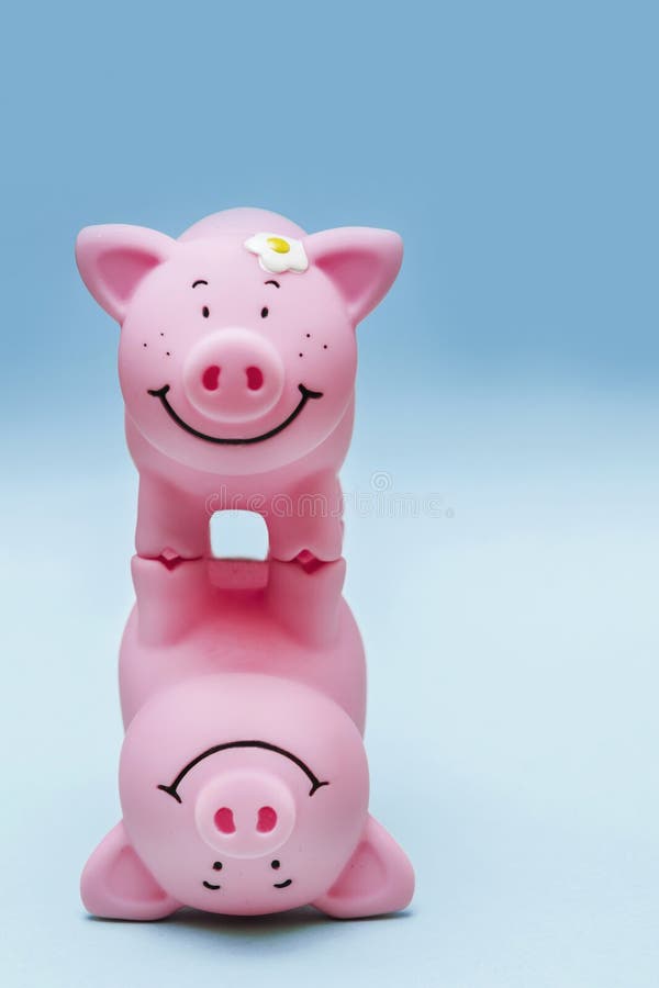 Playing Pigs stock image. Image of play, cool, animals - 37503511