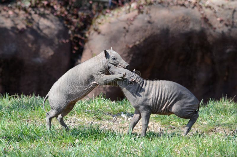 Playing pigs2 stock photo. Image of piglets, snoot, snout - 32371516
