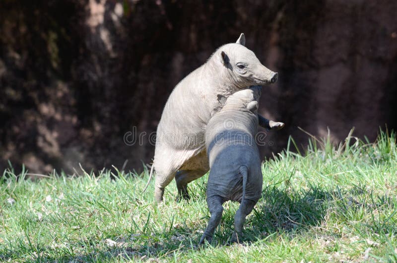 Playing pigs2 stock photo. Image of swine, snout, jump - 32371858