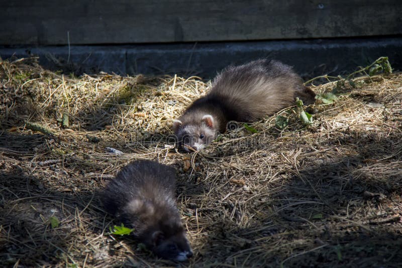 Playing polecat babies. stock image. Image of polecat - 123852505